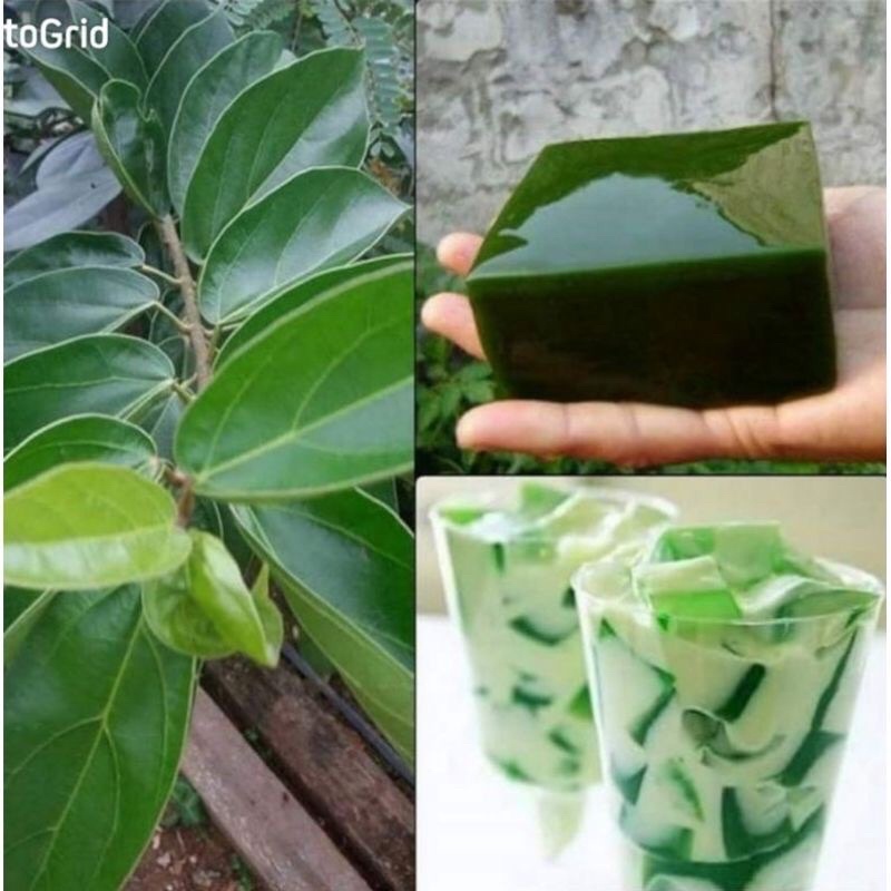 Daun cincau hijau fresh 400gram | Shopee Malaysia