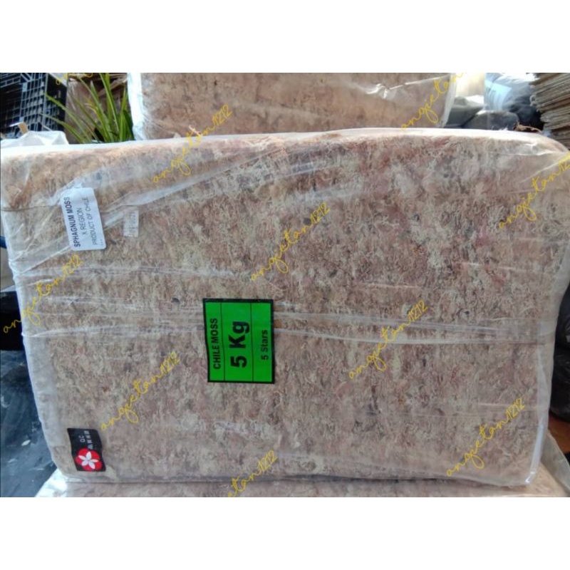 Chile Sphagnum Moss Gred 5 STARS Phalaenopsis Orchid satu pallet ...