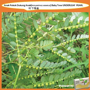 Baby Tree Underleaf Pearl Anak Pokok Dukung Anak 叶下珠苗 | Shopee Malaysia