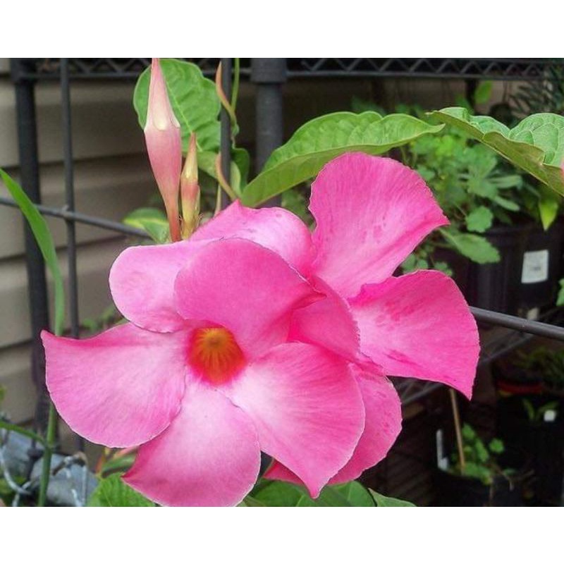 Pokok Bunga Mandevilla Mandevillea mandivila mandivilla menjalar ...