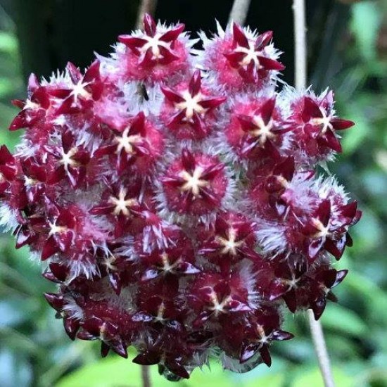 Hoya Mindorensis UT043 (real plant) | Shopee Malaysia