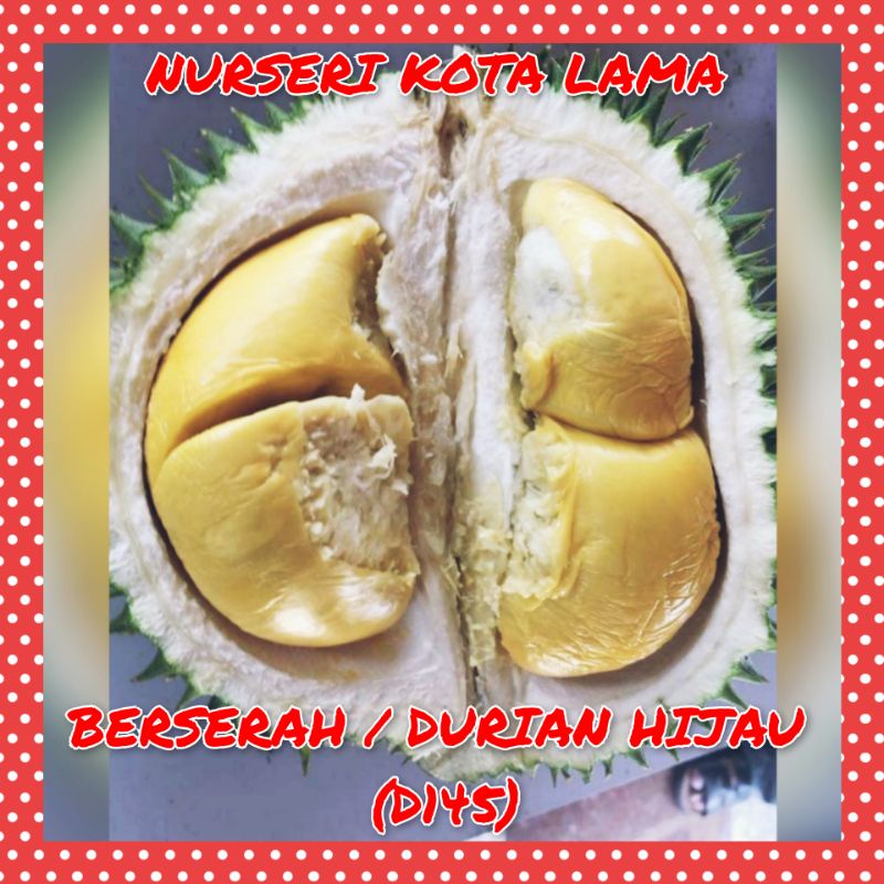 🔥RARE🔥 POKOK DURIAN BERSERAH HYBRID (D145) / Durian Hijau / Durio ...