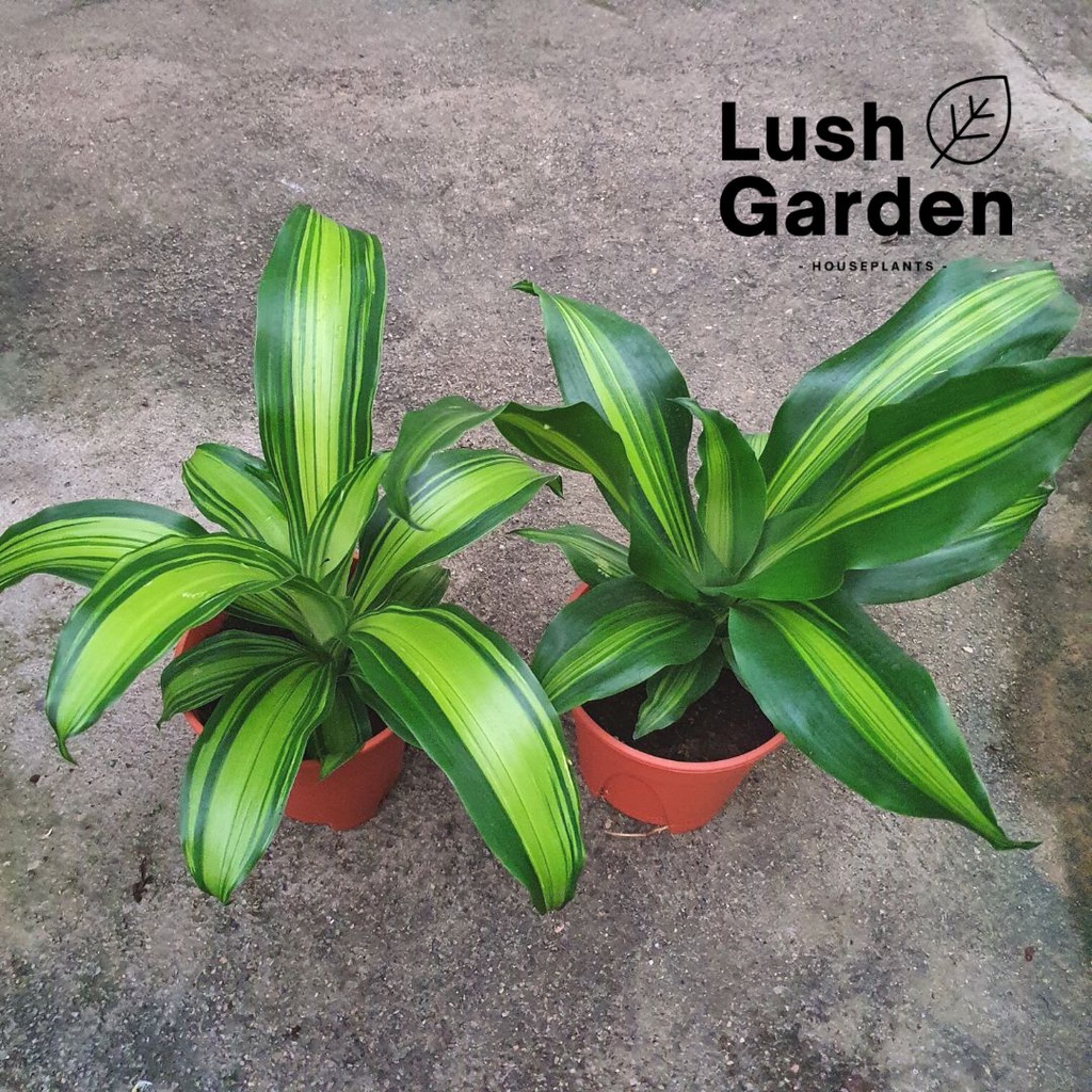 Dracaena Zamal Gold / Dracaena Golden Sea 龙血树 140mm Pot Live Plant ...
