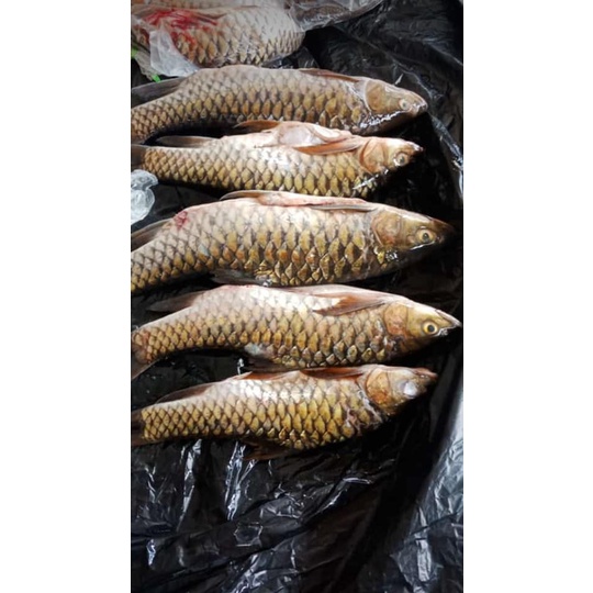 Sarawak Local Wild Fish Ikan Semah Tengadak Engkabang Steam Fish ...