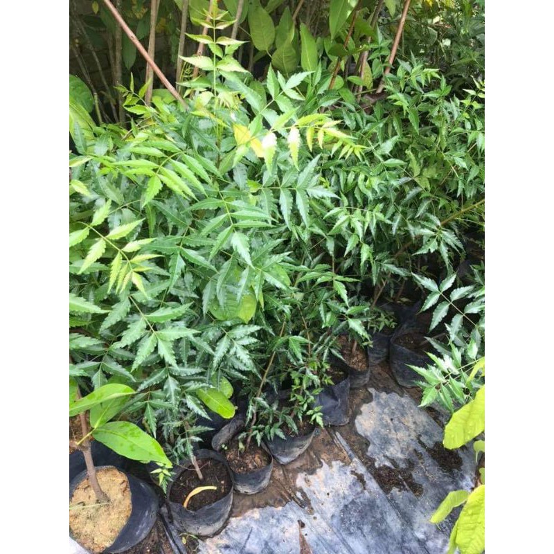 Pokok Buah Bunga Neem Semambu Herba | Shopee Malaysia