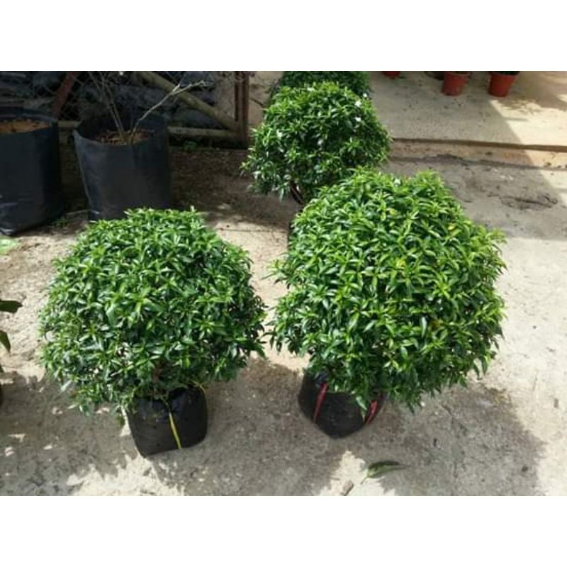 Pokok Bunga Jasmin Mini ( Daun Hijau/Batik/Kuning ) | Shopee Malaysia