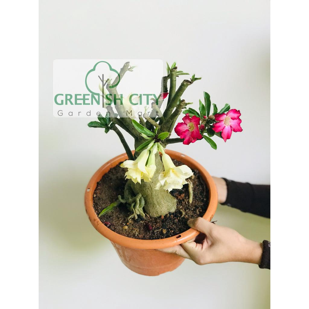 GNC - Adenium Obesum Live Plant Bunga Kemboja Pokok Ong Feng Shui ...