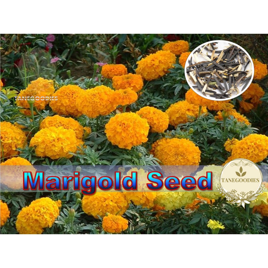 30pcs Seed Mexican Marigold Mix Color Orange Yellow Flower Biji Benih ...