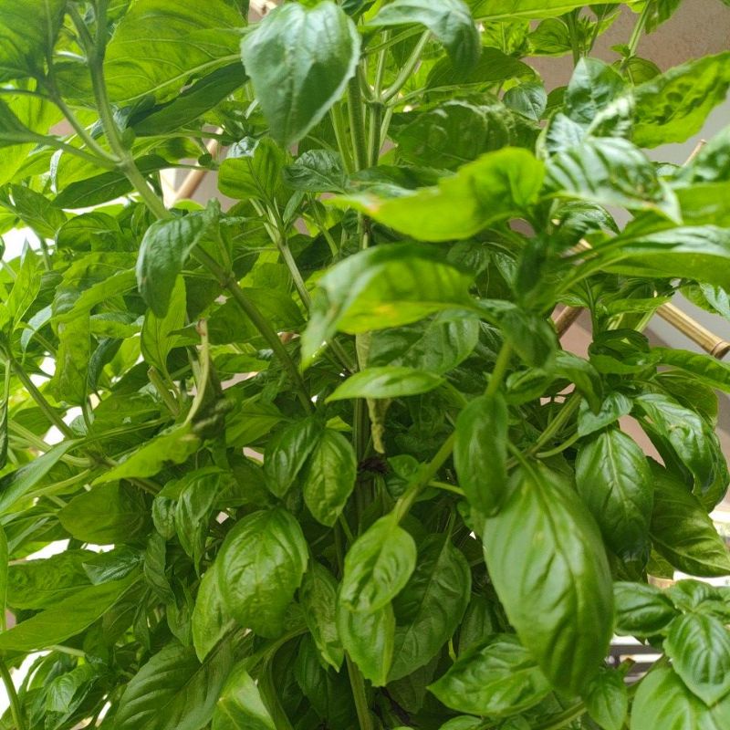 Sweet basil Clean fresh hydroponic growth Italian sweet basil | Shopee ...