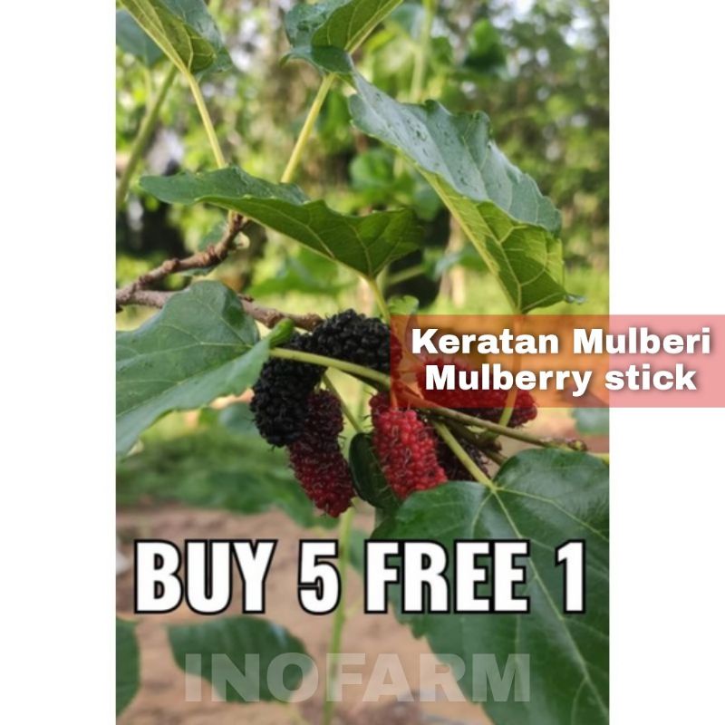 (BUY 5 FREE 1) Keratan Mulberi / Mulberry | Shopee Malaysia
