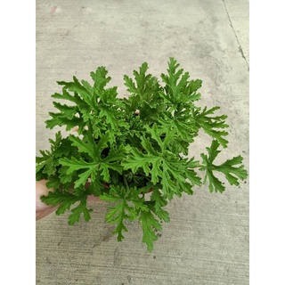 [Paling Horticulture Sdn Bhd] Pokok Halau Nyamuk | Mosquito Repellent ...