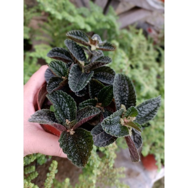 Pilea Involucrata (green) | Shopee Malaysia