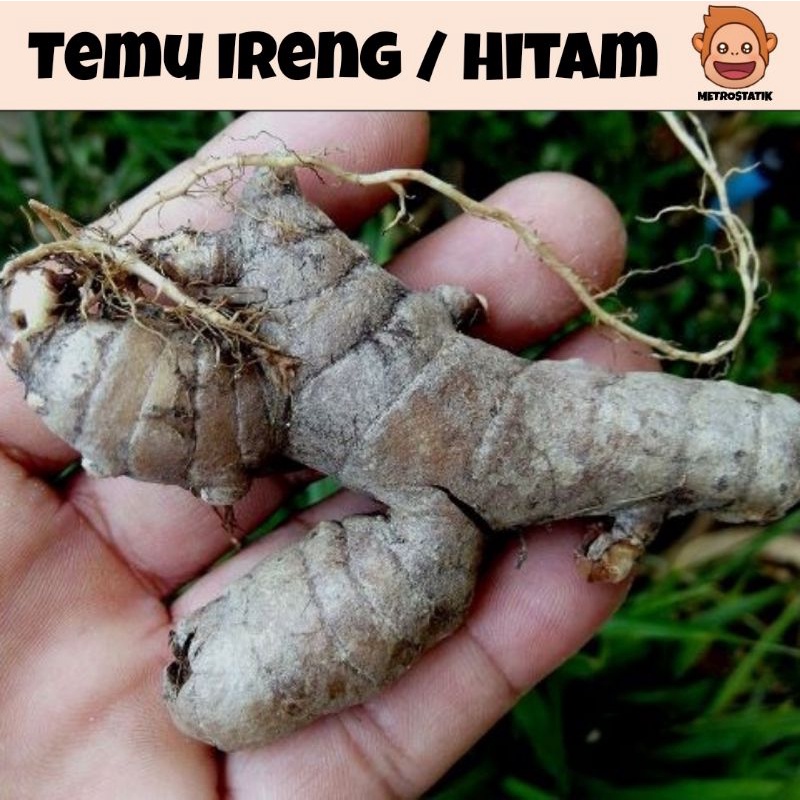 Isi Rizom Temu Ireng | Curcuma Aeruginosa Untuk Benih & Jamu (100g/500g ...