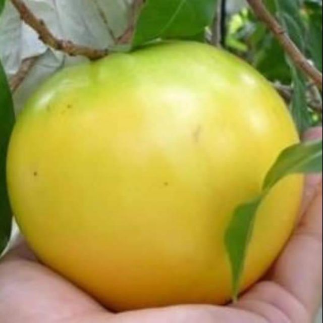 Golden Fruit Tree🌱黄金果树苗 🌱Anak pokok Abiu🌱 | Shopee Malaysia