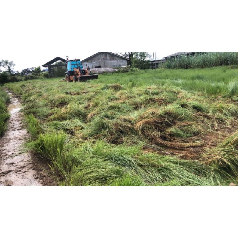 5kg benih rumput minyak @ Brachiaria humidicola | Shopee Malaysia