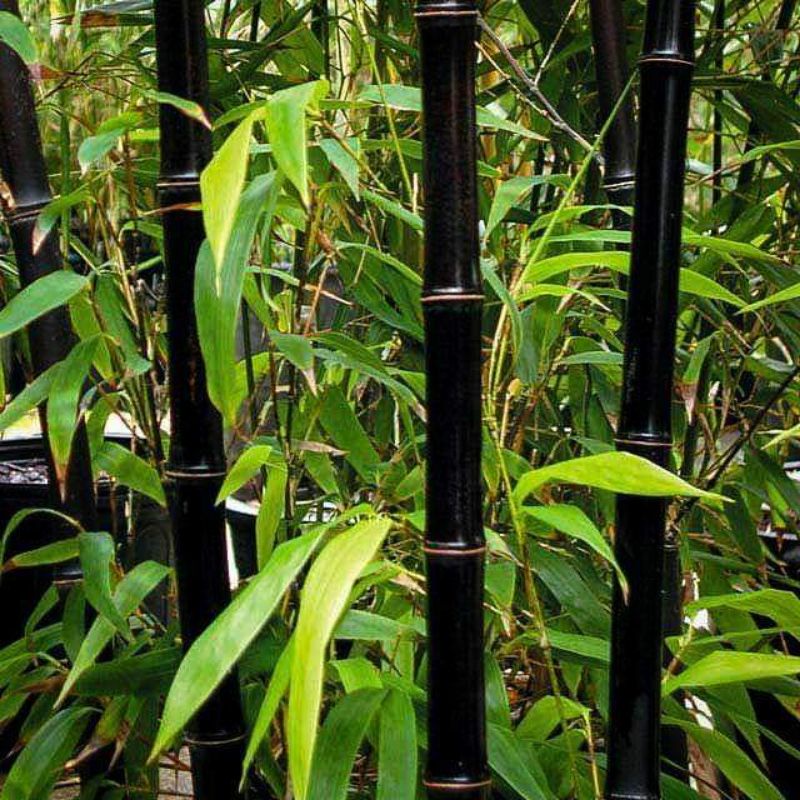 Buluh Hitam(Benih Dalam Polybeg) | Shopee Malaysia