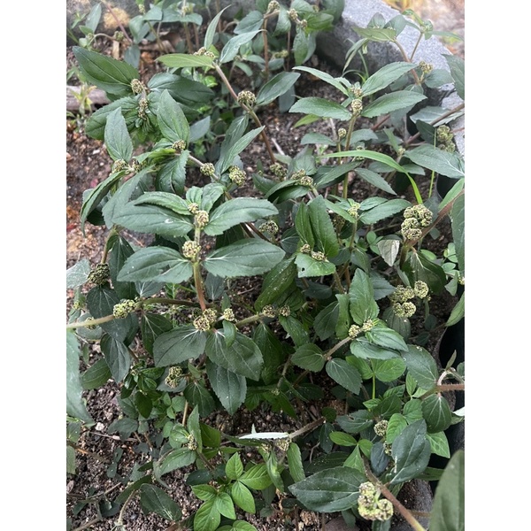 Pokok susu nabi/ara tanah/susu kambing/rawatan gout 15 pokok | Shopee ...