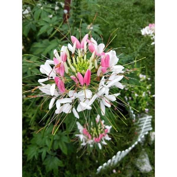 【30seeds】Cleome seeds(white+pink)/ 醉蝶花(白+粉红)种子 | Shopee Malaysia