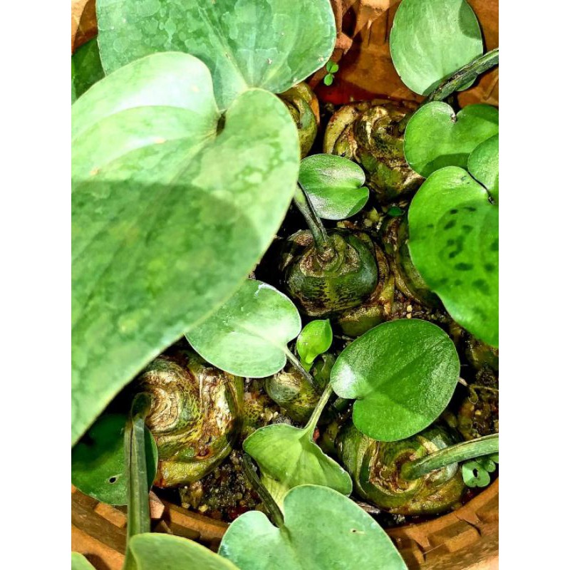 Drimiopsis Maculata/Little White Soldiers/African False Hosta/Leopards ...