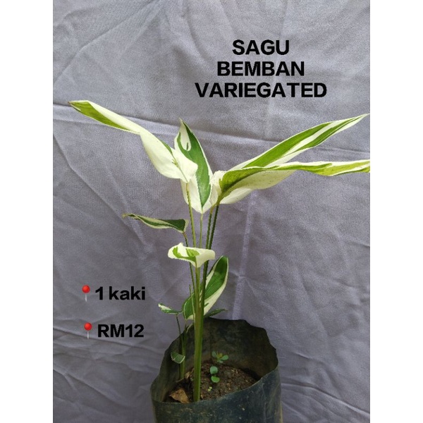 Pokok Sagu Bemban Variegated | Shopee Malaysia