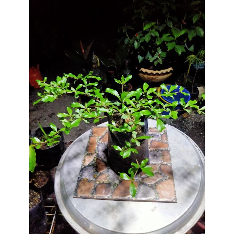 🔥Pokok Doa🔥(Pokok Hidup)Live Tree Hot Item🔥🔥🔥Anak Pokok Doa | Shopee ...