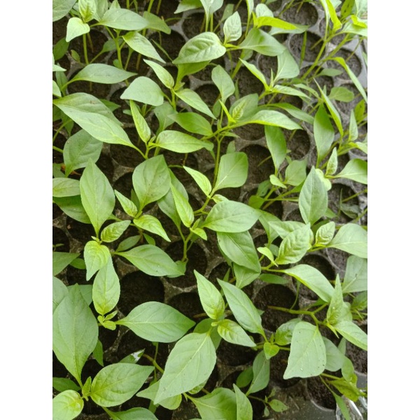 anak pokok cili api bara. Rm5 sepokok. | Shopee Malaysia