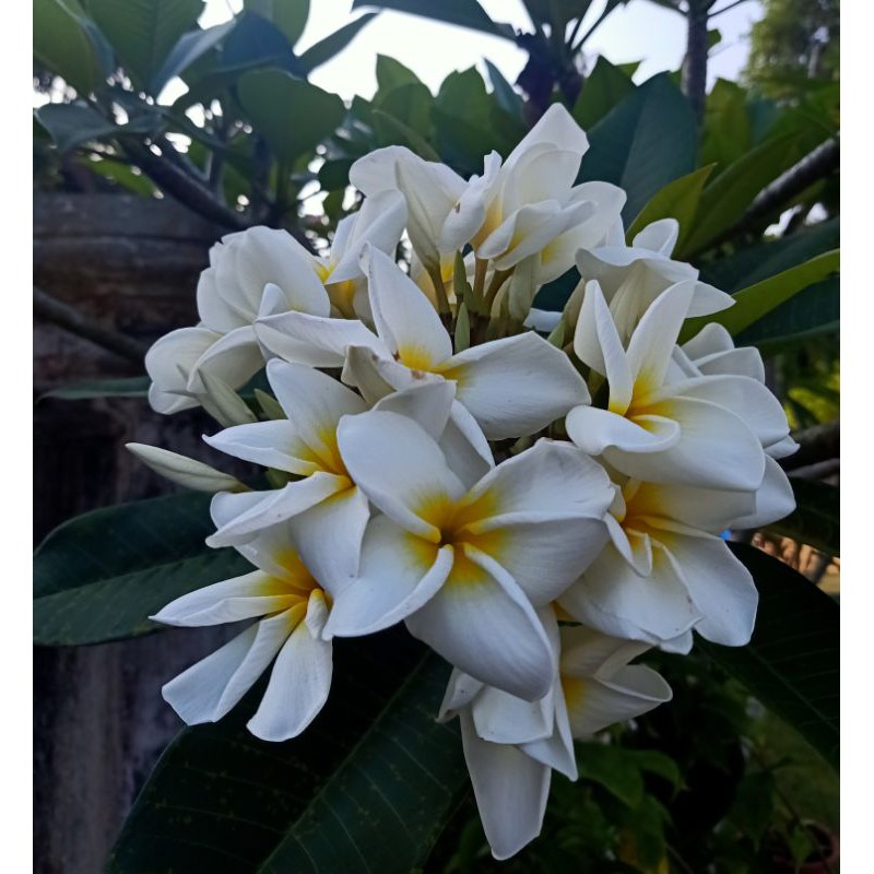Pokok Kemboja anak pokok bunga cantik kuning pink putih (Frangipani ...