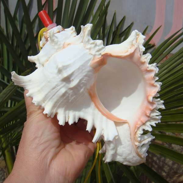 Ready stock# Big Conch snail whistle Children's toys toy, Ha Lukou Port ...