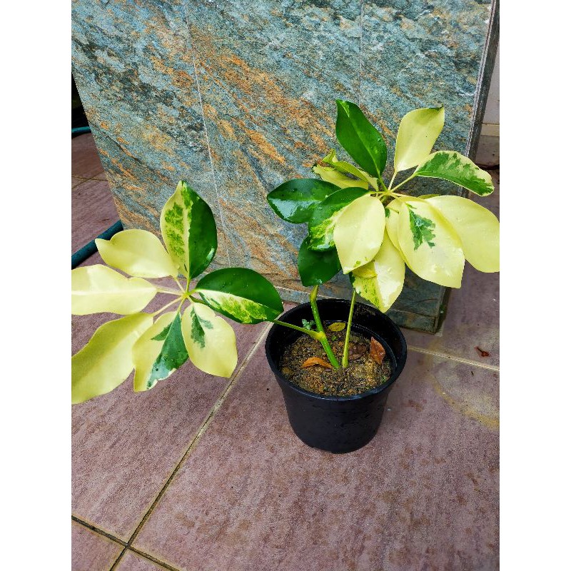 Schefflera big leaf indoor plant | Shopee Malaysia