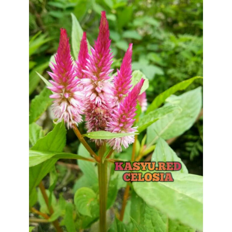 Red Celosia / Bunga Balung Ayam Merah | Shopee Malaysia