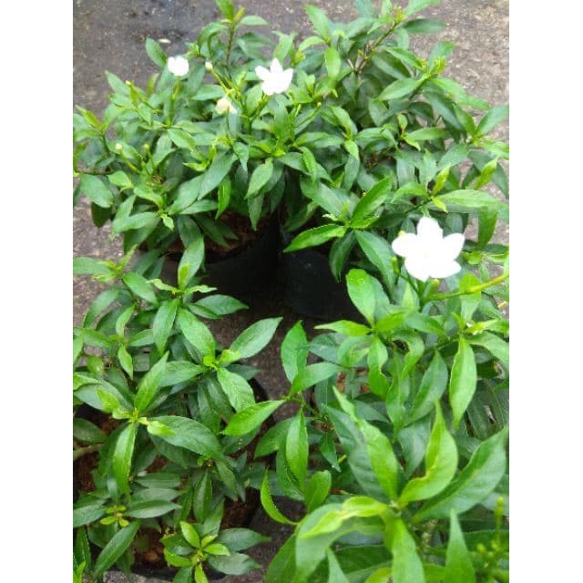 Pokok Bunga Jeliti Thailand (Rombusa Mini) | Shopee Malaysia