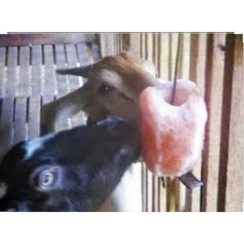 MINERAL BLOCK GARAM JILAT LEMBU/KAMBING/RUSA/KUDA Soak Salt SIZE S 1 ...