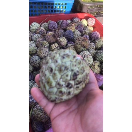 BUAH NONA KECIK BORONG ( 5KG ) | Shopee Malaysia