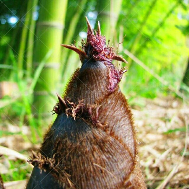 40-100pcs/bag Chinese Bamboo Seed,MOSO BAMBOO HUGE MAO BAMBOO,Edible ...