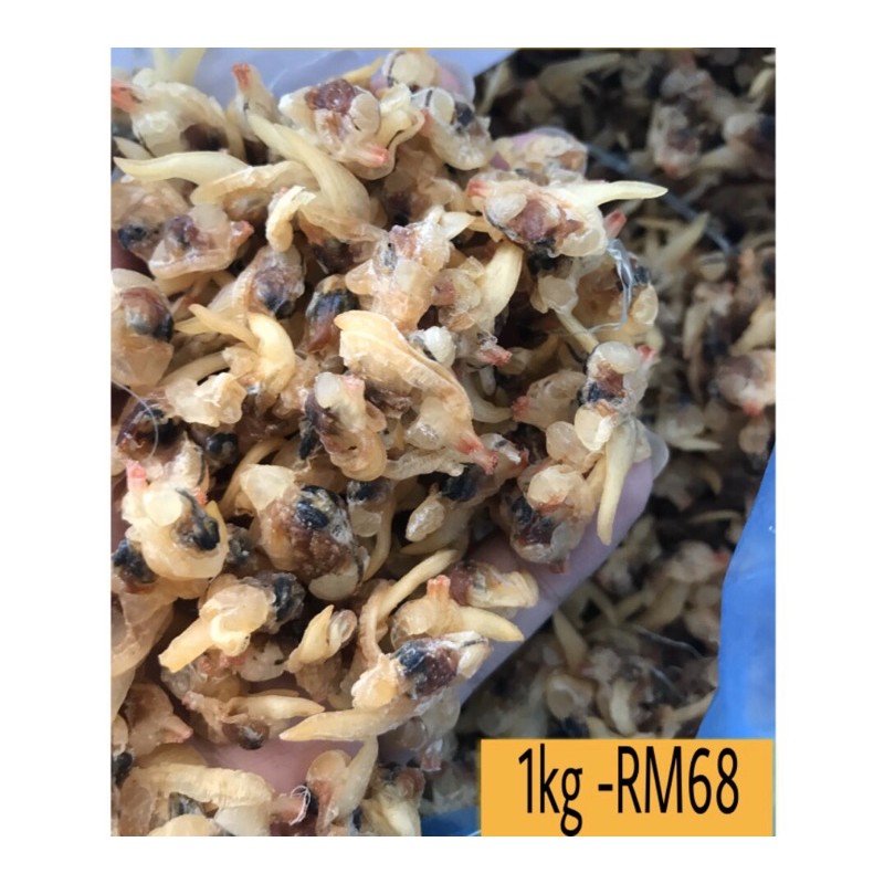 ISI KEPAH AA 💯 fresh dari Tanjung Dawai | Shopee Malaysia