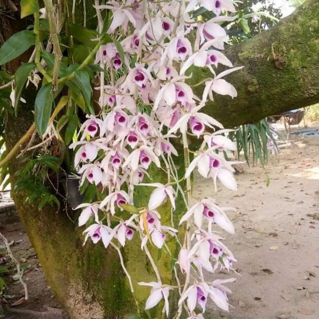 Dendrobium Anosmum~Orkid hutan. Bunga berbau wangi semerbak😍 | Shopee ...
