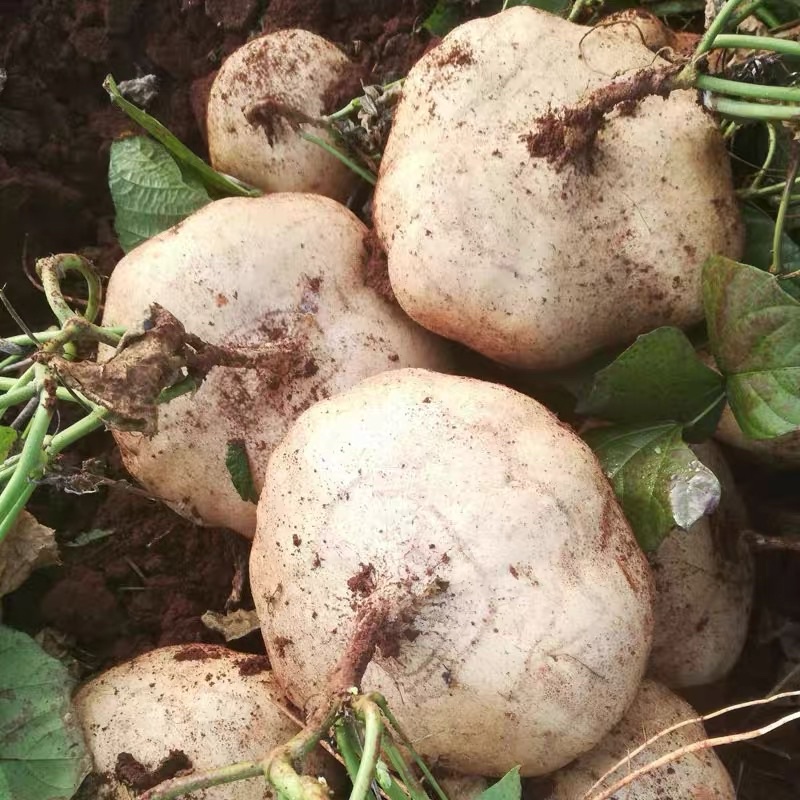 Biji Benih Sengkuang /Jicama Seeds /沙葛种子 | Shopee Malaysia