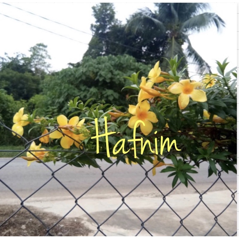 Keratan Pokok Bunga Loceng / Terompet Kuning / Alamanda Ubat Malaria ...