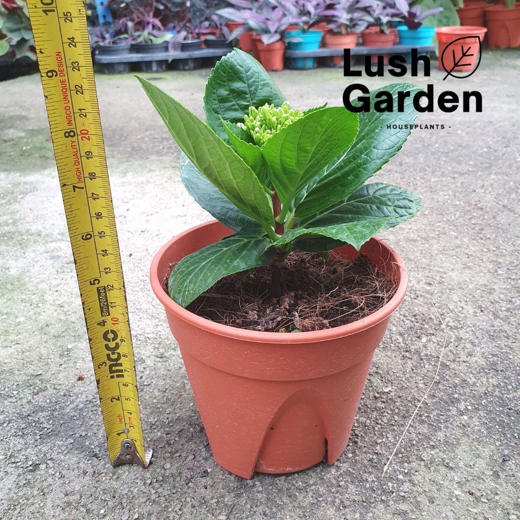 (Ada Bunga) Hydrangea /Bunga Tiga Bulan / Siti Zubaidah 绣球花 140mm Pot ...