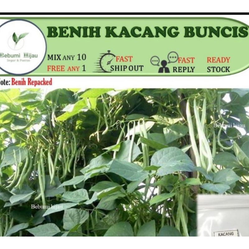 PELBAGAI seeds Pokok KACANG bean | Shopee Malaysia