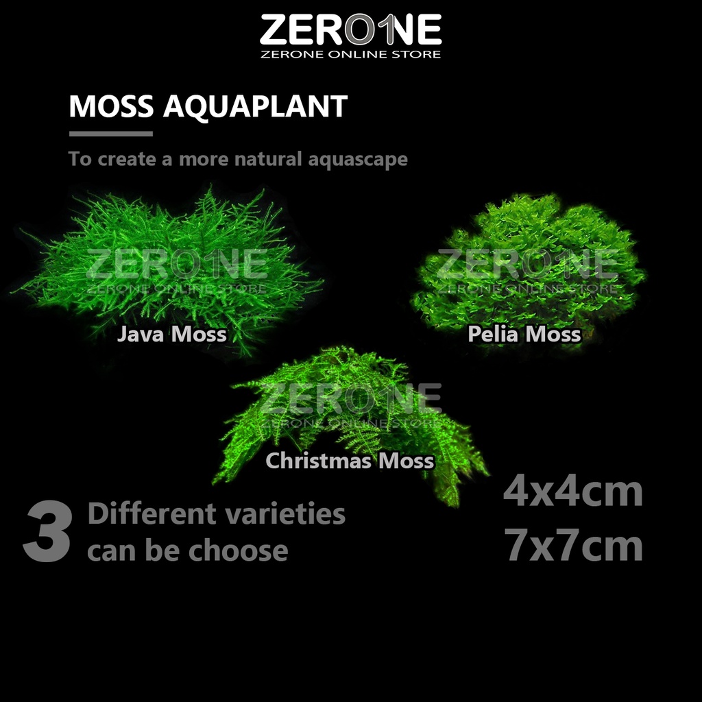 ZERONE Java Moss / Christmas Moss / Pelia Moss / Aquaplant / Aquascape ...