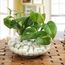 Money Plant - Pokok Duit-Duit -Devil Ivy (Keratan) | Shopee Malaysia