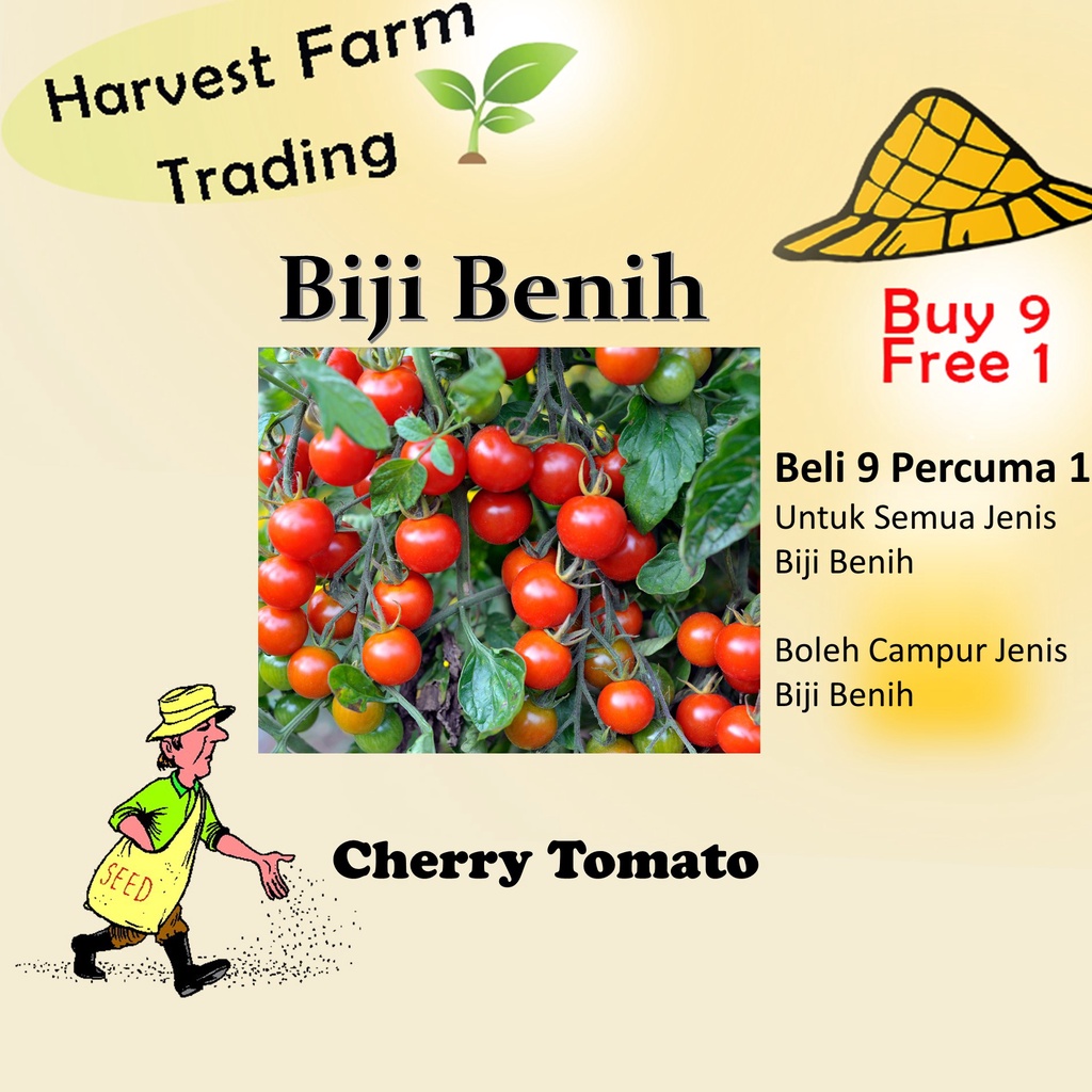 Biji Benih Cherry Tomato 15 Biji Vegetable Seed Tomato Ceri小番茄种子 Family ...