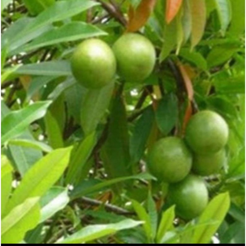 Buah Bintaro Penghalau Tikus | Shopee Malaysia