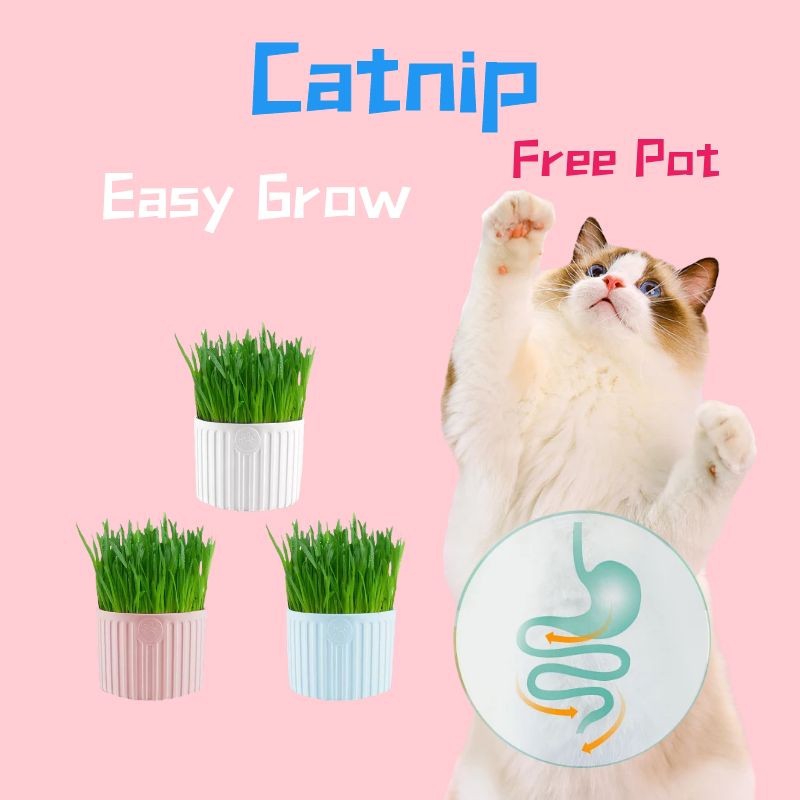 【Neighbor】 Catnip Free Soil and Pot Cat Grass Seeds Kit Catnip Grass Complete Kit Fast Growing ...