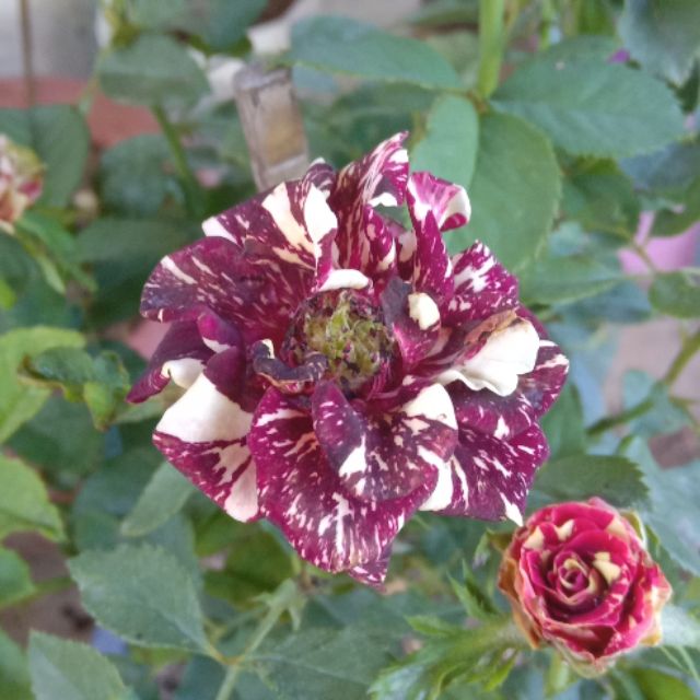 Pokok bunga ros siam ( batik) | Shopee Malaysia