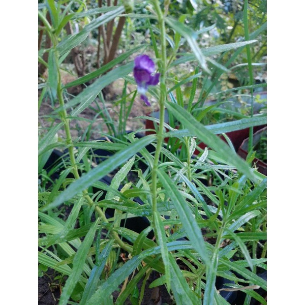 LIVE PLANT Pokok Bunga Angelonia (Purple flower) | Shopee Malaysia