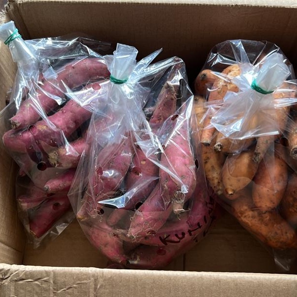 AGRO HIGHLANDS MART 【Ready Stock】Set Ubi Madu Kuning 1KG Ubi Madu ...