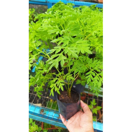 [KS] Aneka anak pokok sayur,ulam,herba pudina bayam brazil ulam raja ...