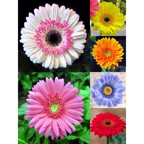 #Barberton daisy flower seeds 15pcs#Biji bunga benih Gerbera 15pcs ...